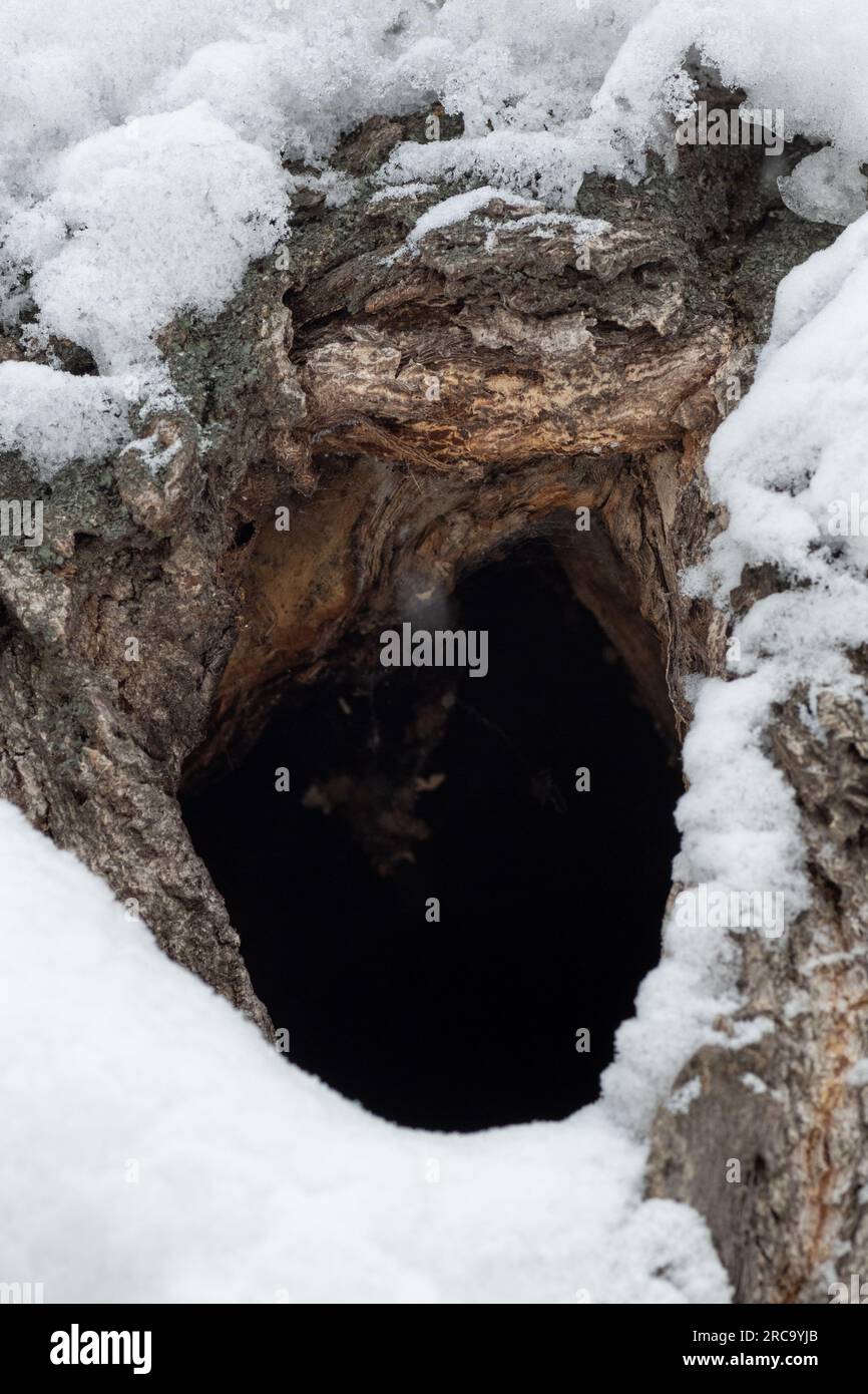 Large hollow in trunk hi-res stock photography and images - Alamy