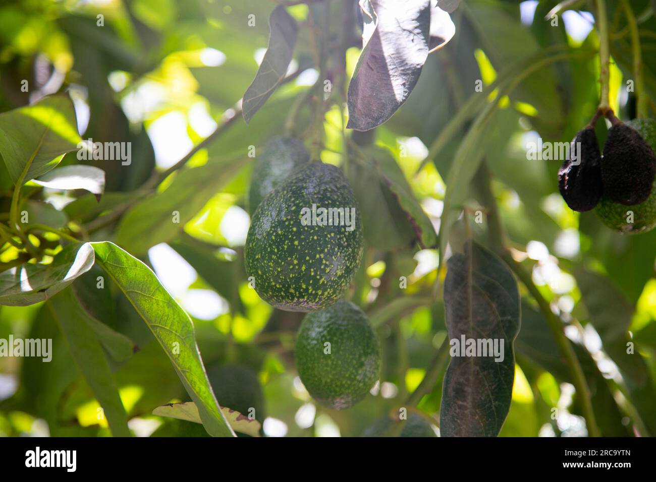 Avocado plantation with its fruit in Peru Stock Photo - Alamy