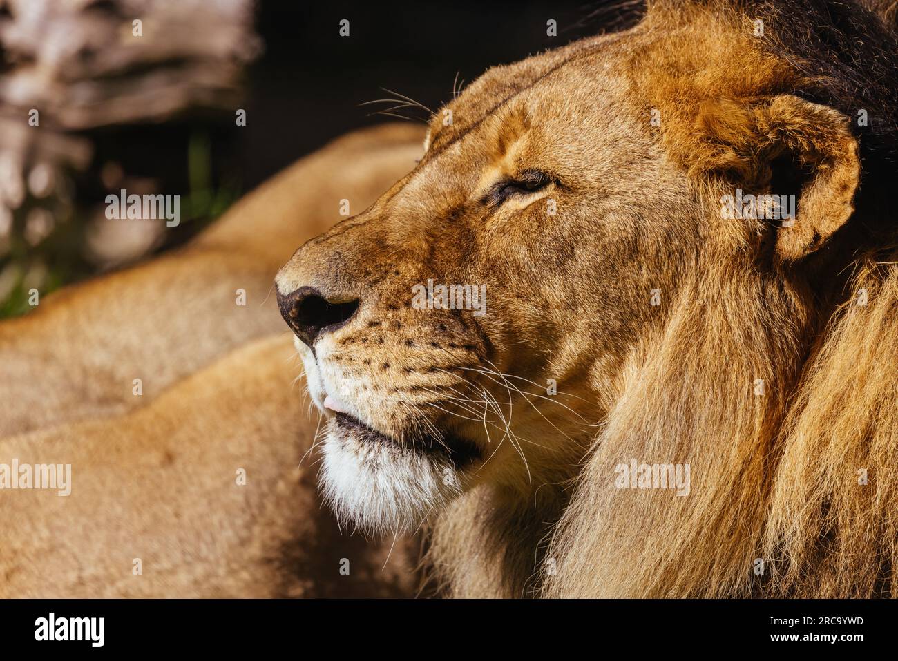 African Lion in Captivity in Australia Stock Photo - Alamy
