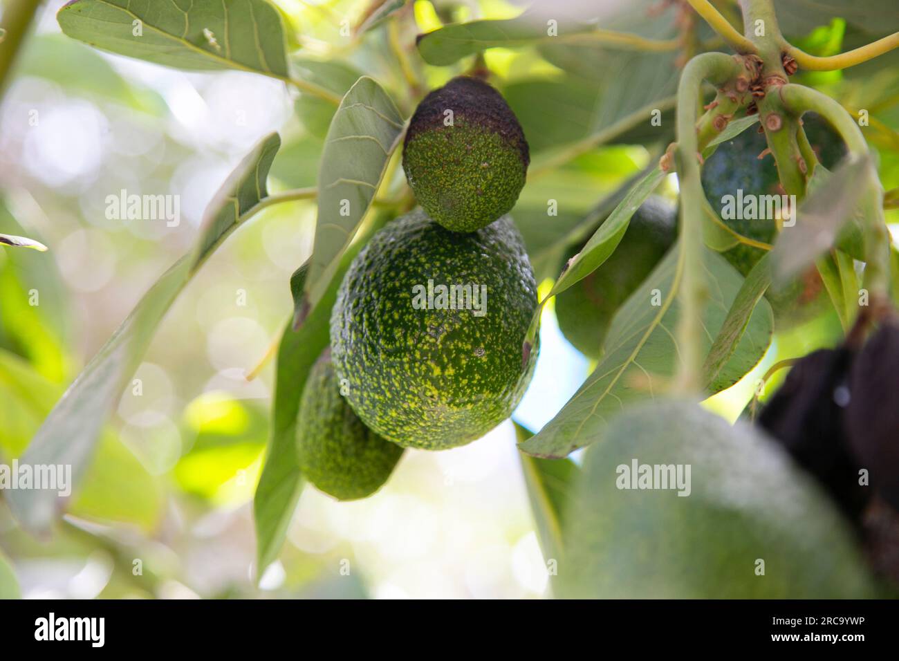 Avocado plantation with its fruit in Peru Stock Photo - Alamy