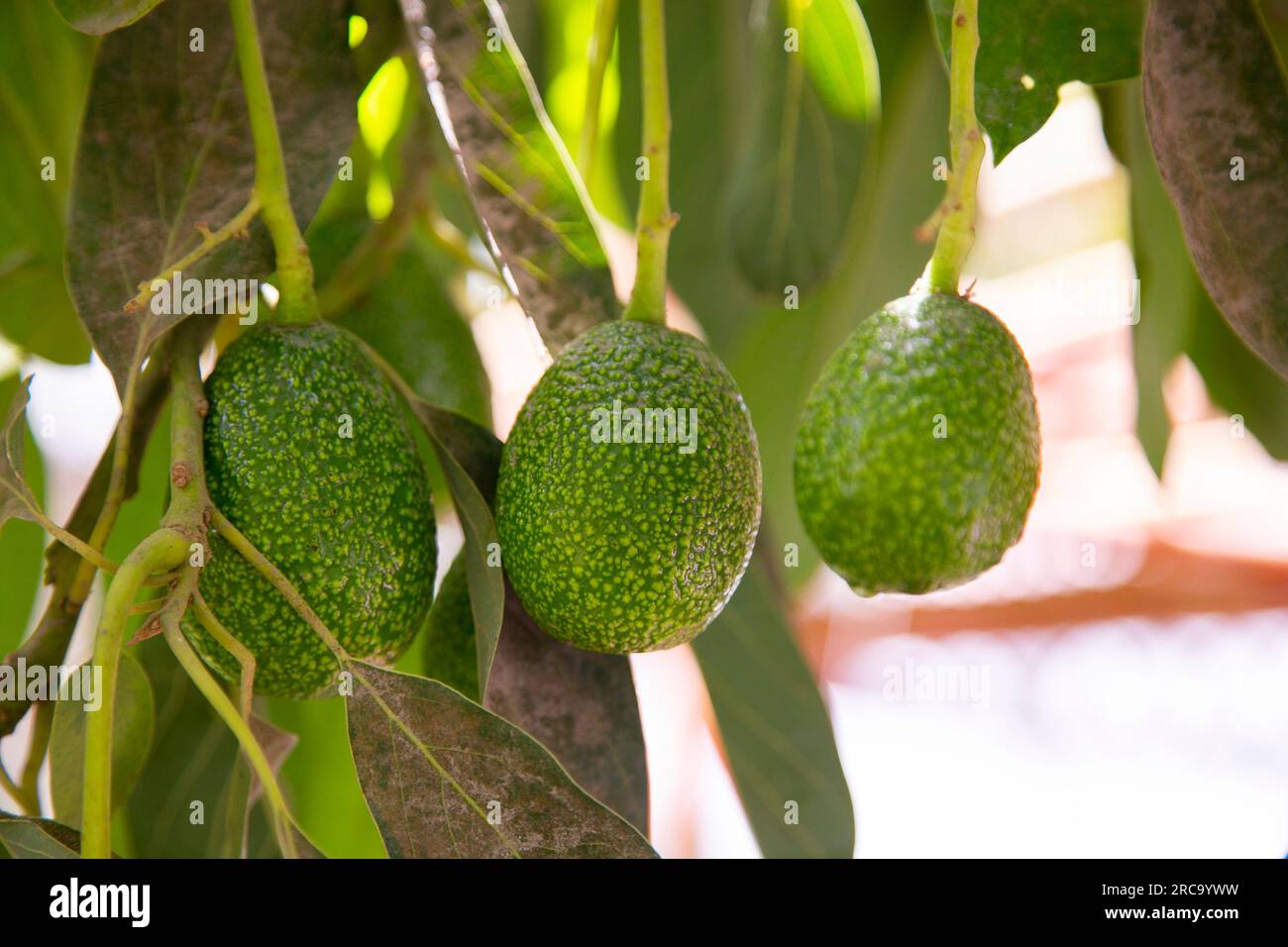 Avocado plantation with its fruit in Peru Stock Photo - Alamy