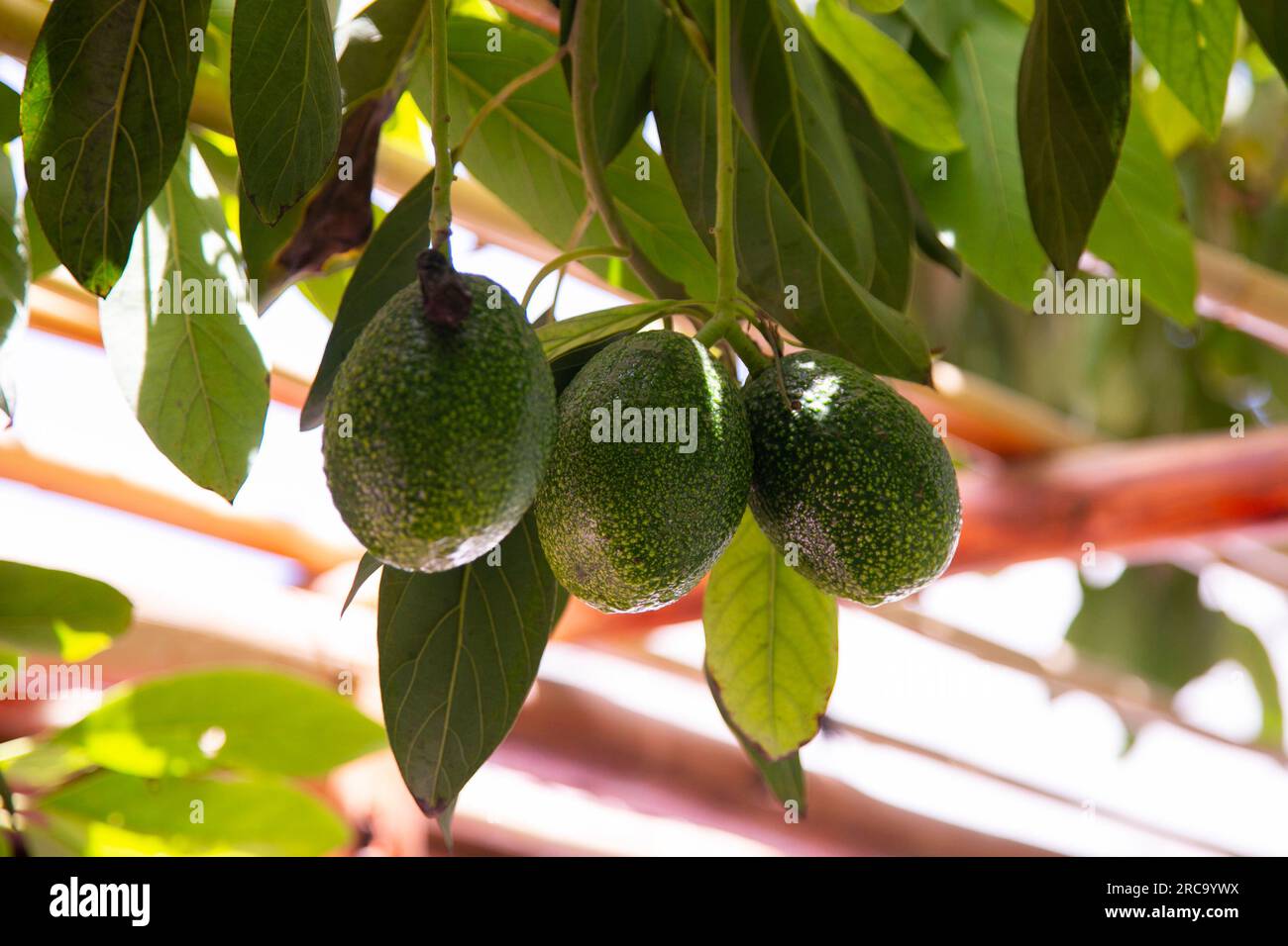 Avocado plantation with its fruit in Peru Stock Photo - Alamy