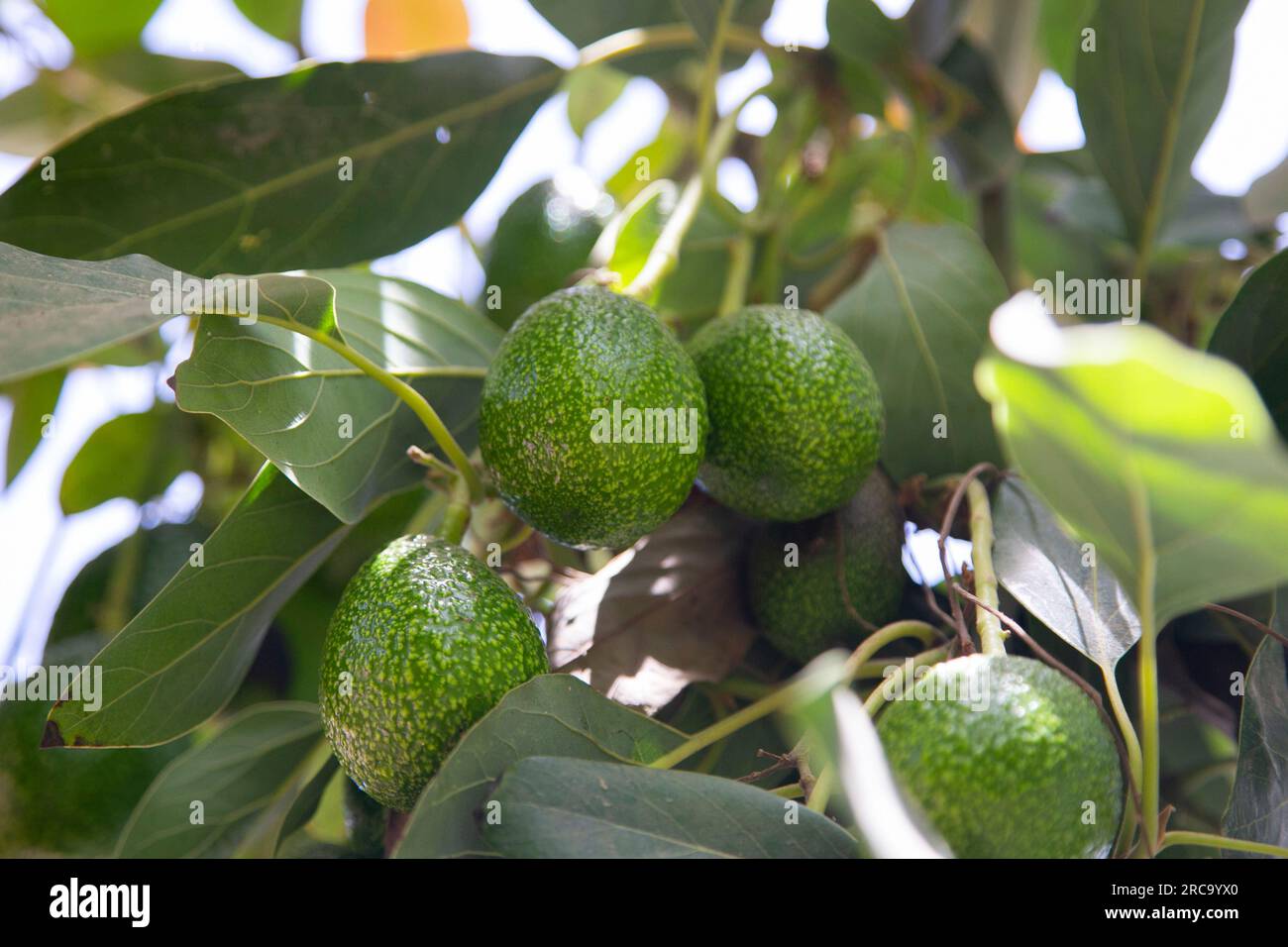Avocado plantation peru hi-res stock photography and images - Alamy