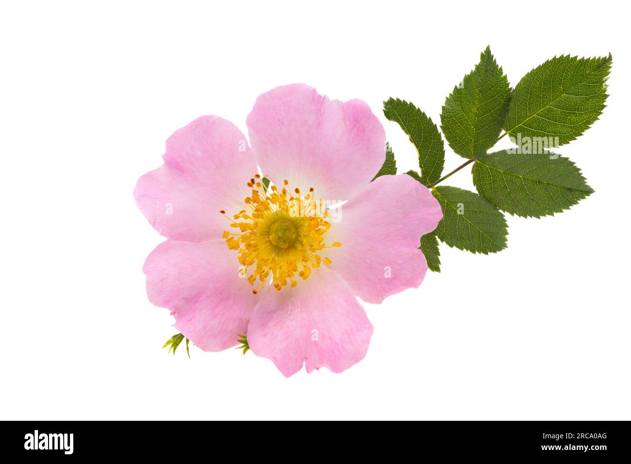 beautiful wild rose flowers isolated on white background Stock Photo ...