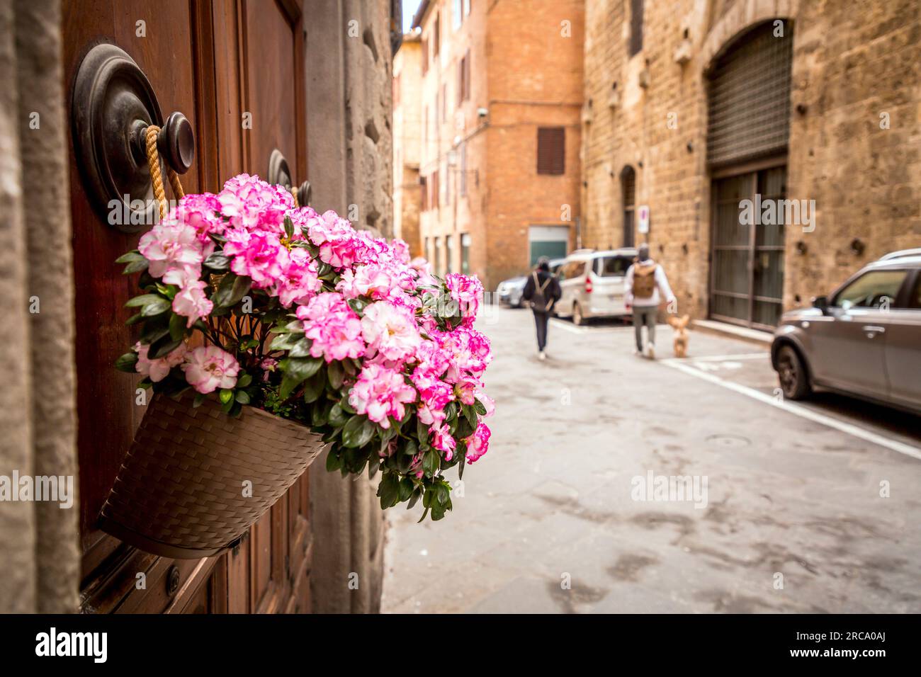 Elegant container plants hi-res stock photography and images - Alamy