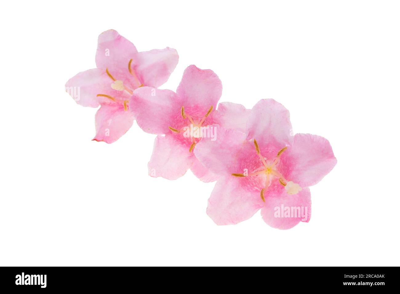 pink azalea flower isolated on white background Stock Photo - Alamy