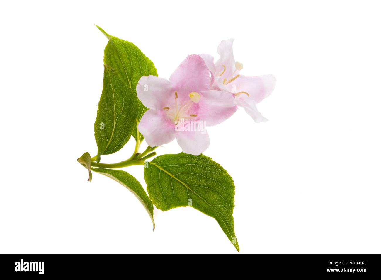 pink azalea flower isolated on white background Stock Photo - Alamy