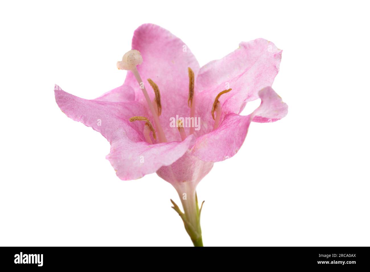 pink azalea flower isolated on white background Stock Photo - Alamy