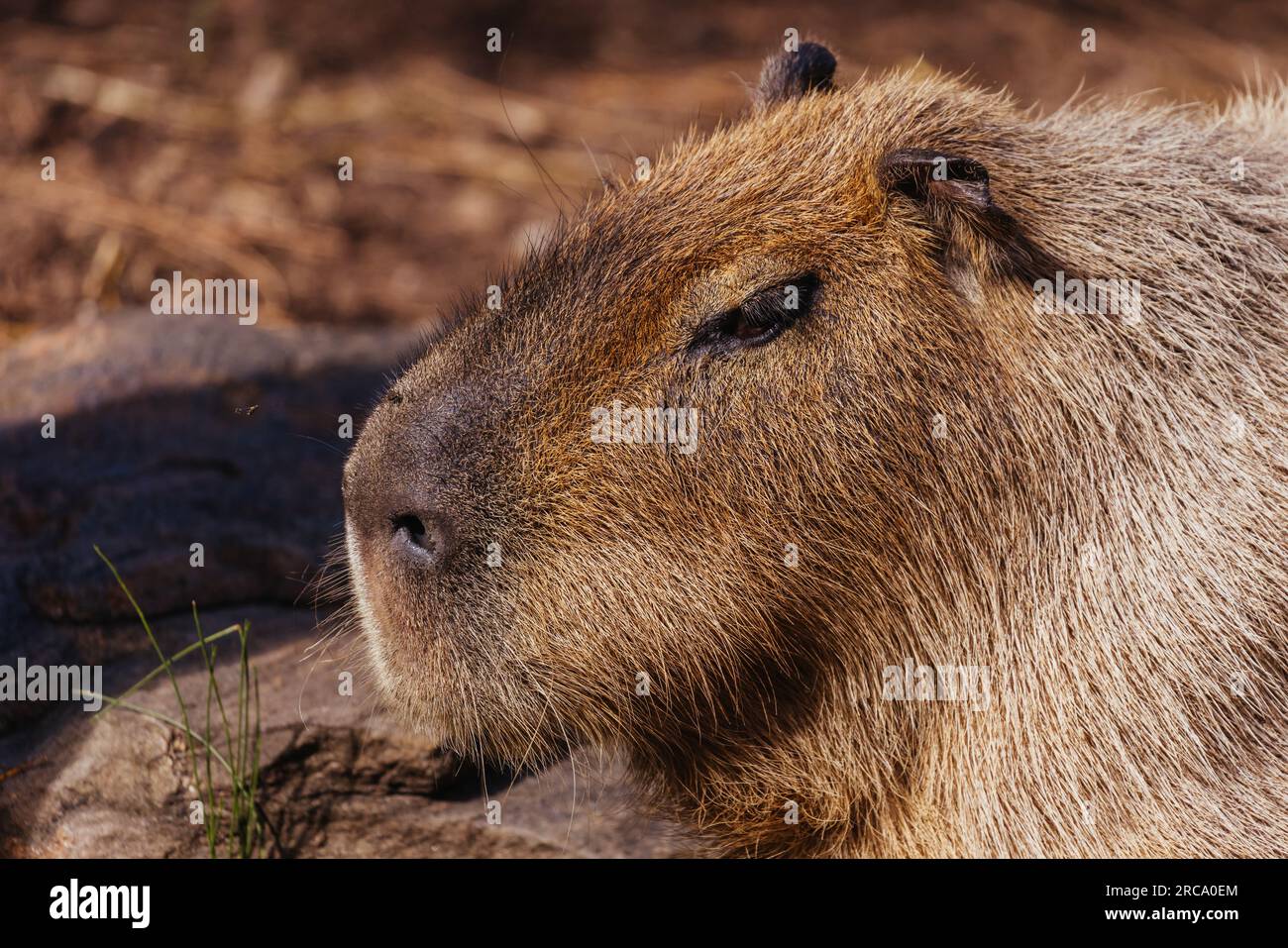 Capybara in a Zoo in Australia Stock Photo - Alamy