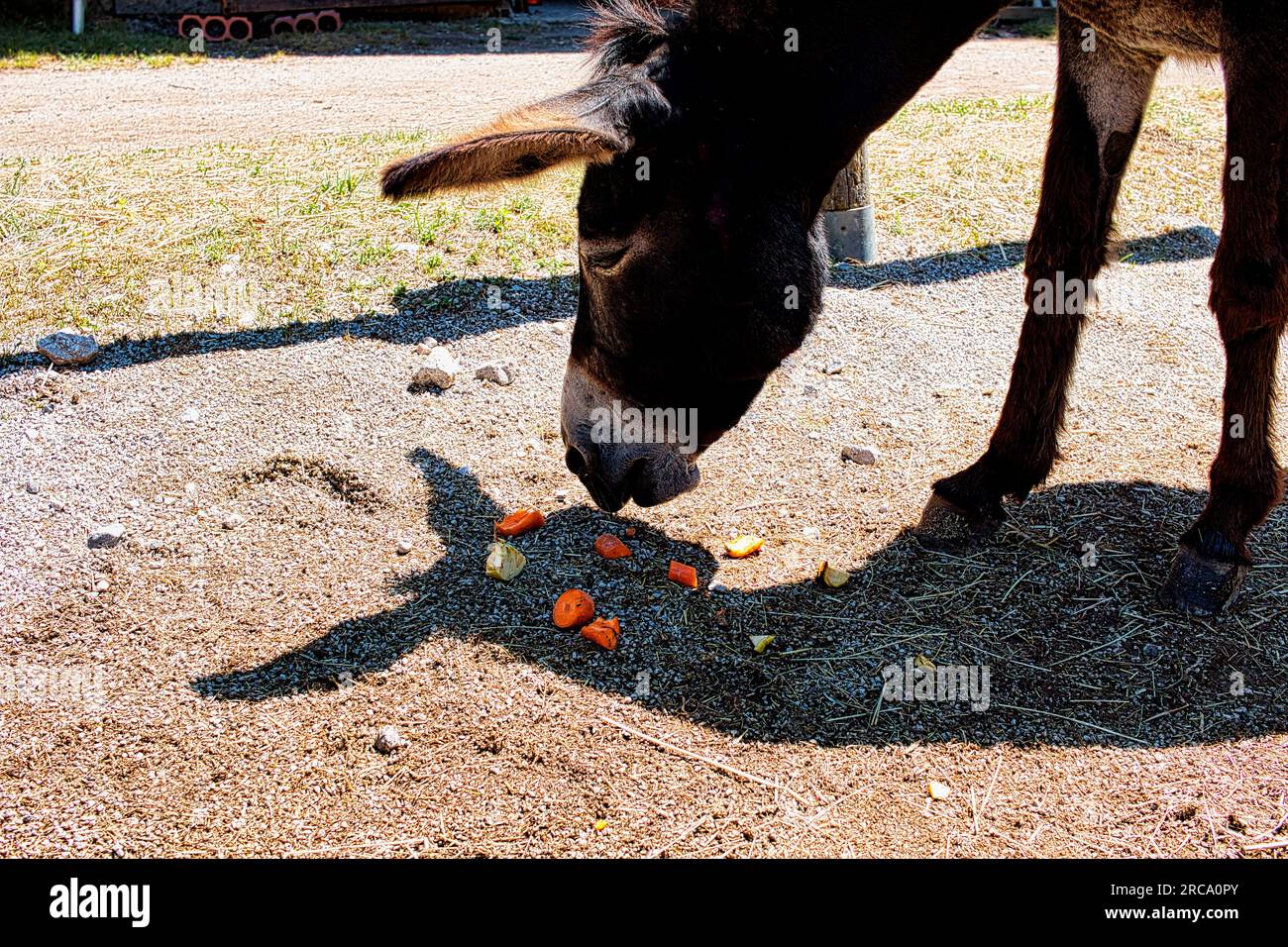 Donkey carrots hi-res stock photography and images - Alamy