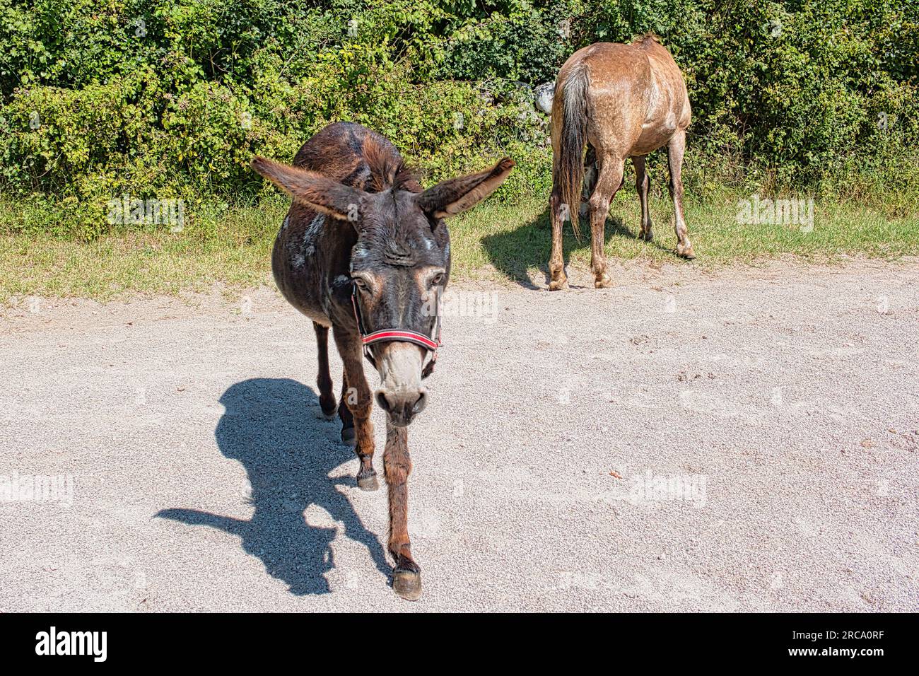 Companion donkey for blind Appaloosa mare, neglect her task to look for ...
