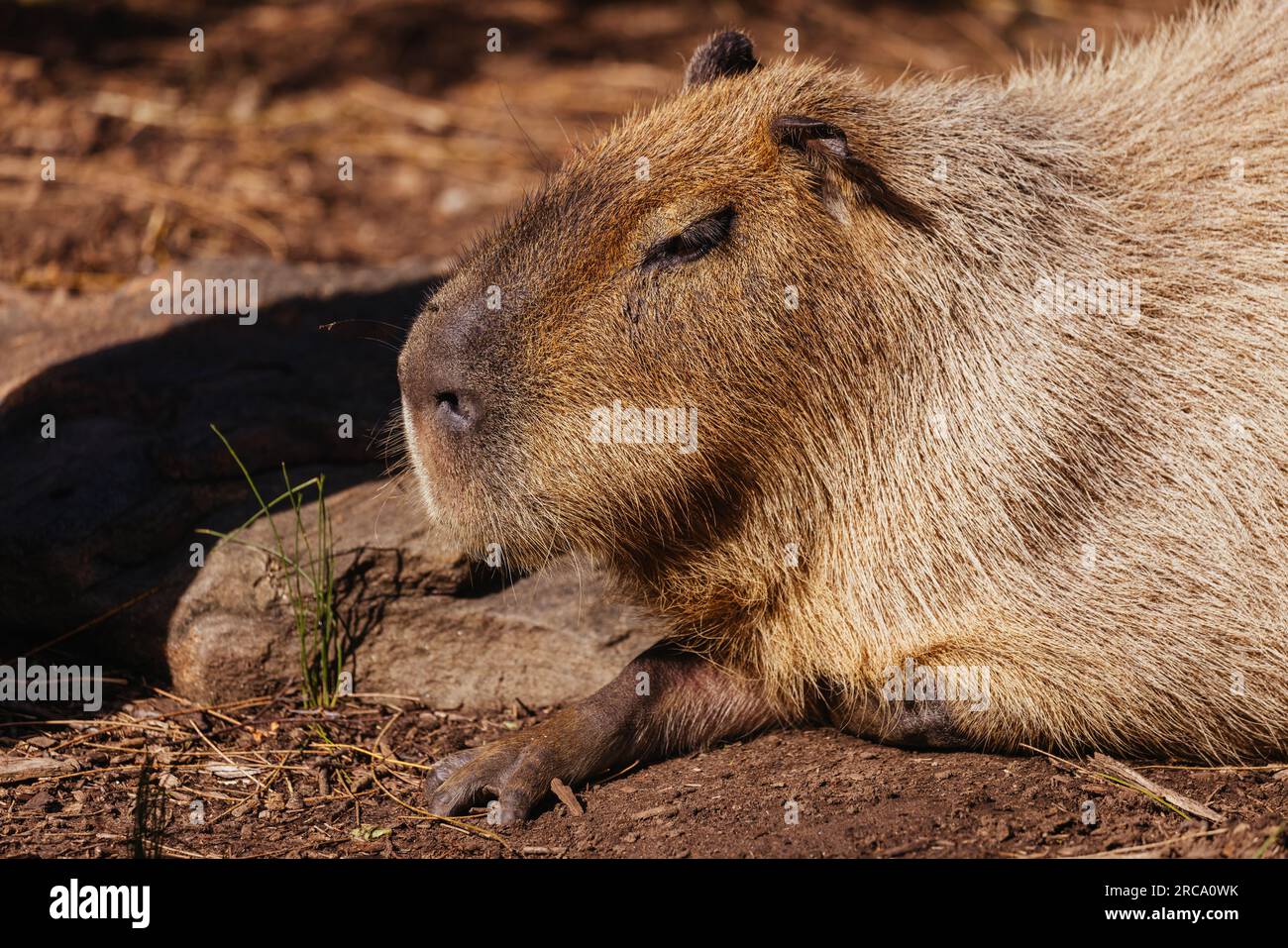 Capybara in a Zoo in Australia Stock Photo - Alamy