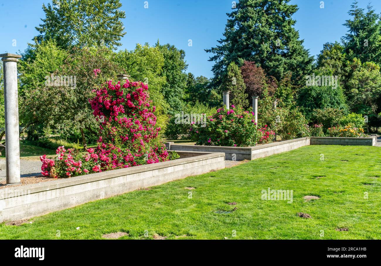 Large blooming flower bushes in a a garden in Seatac, Washington Stock ...