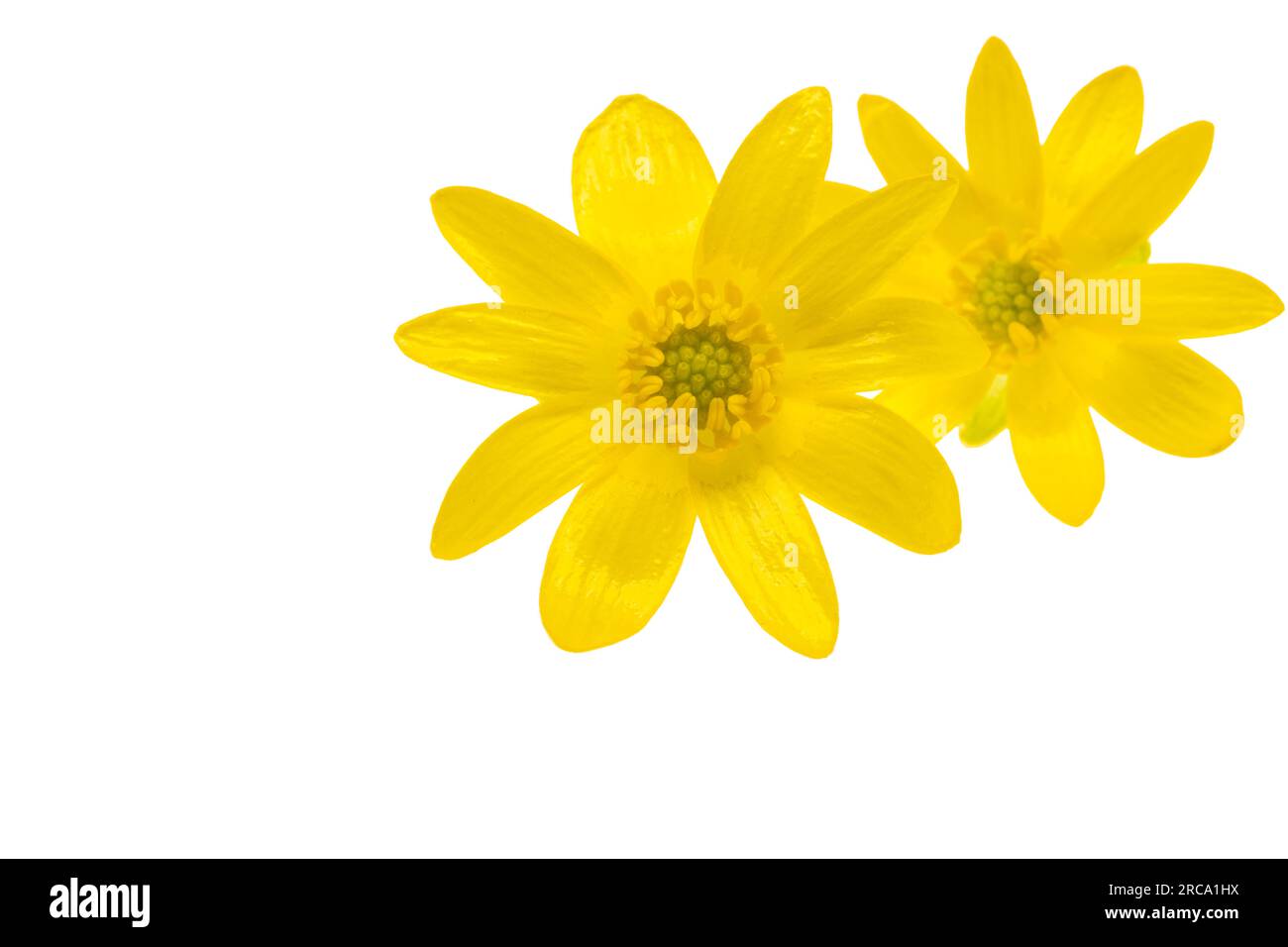 yellow spring flower isolated on white background Stock Photo - Alamy