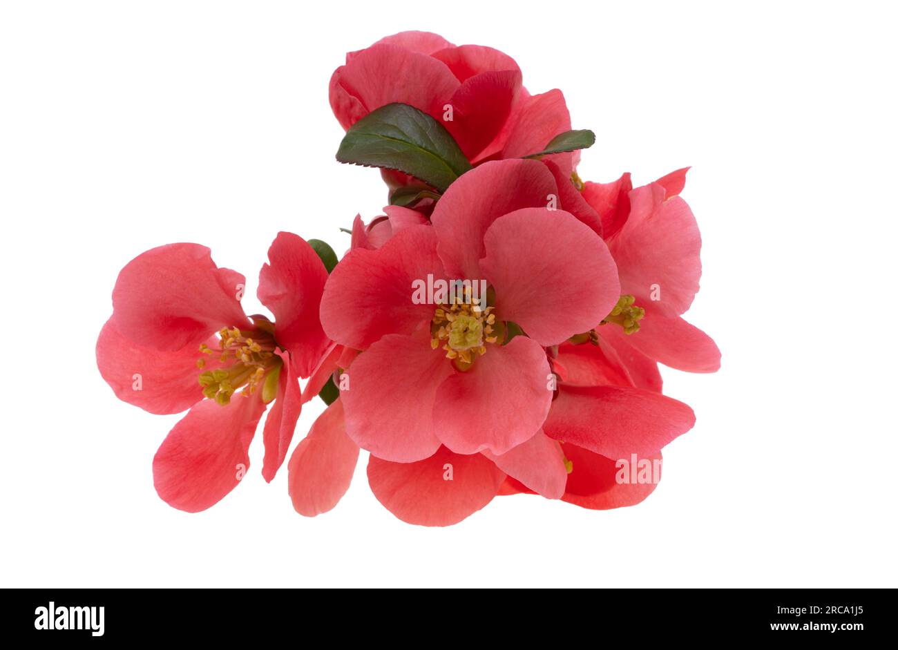 quince flower isolated on white background Stock Photo - Alamy
