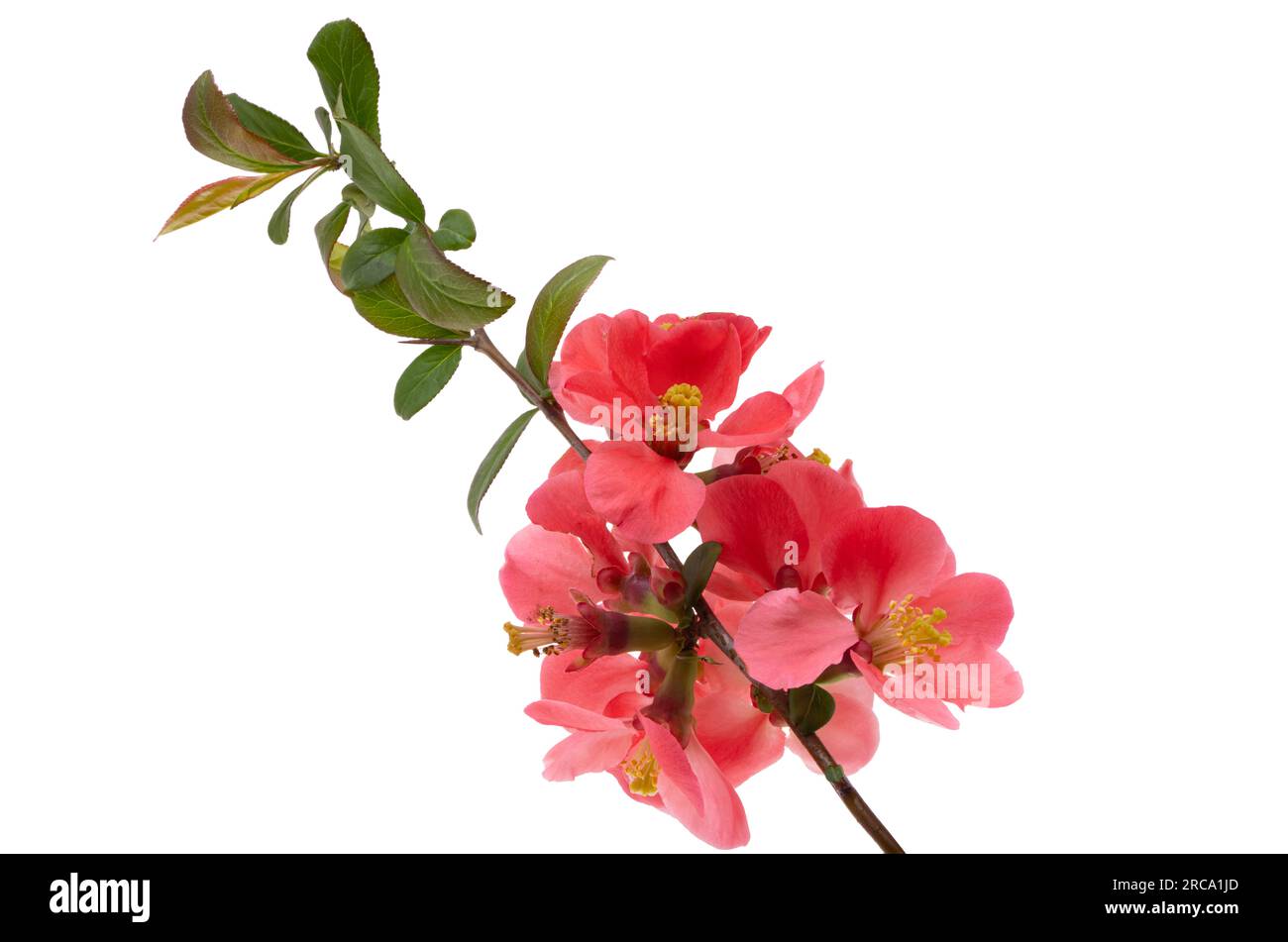 quince flower isolated on white background Stock Photo - Alamy