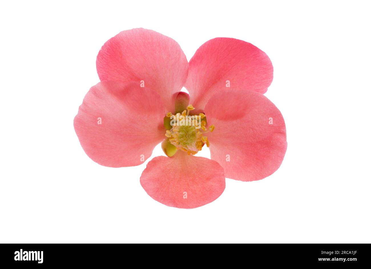 quince flower isolated on white background Stock Photo - Alamy
