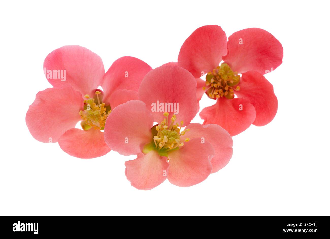 quince flower isolated on white background Stock Photo - Alamy