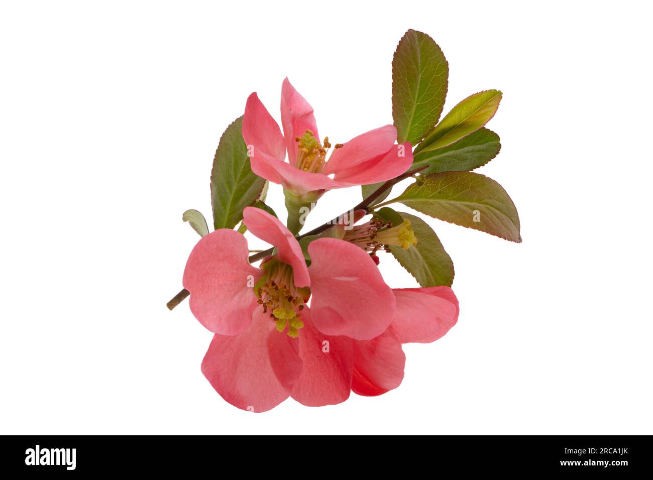quince flower isolated on white background Stock Photo - Alamy
