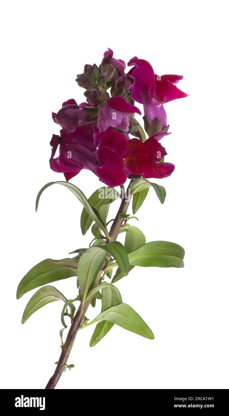 snapdragon flower isolated on white background Stock Photo - Alamy