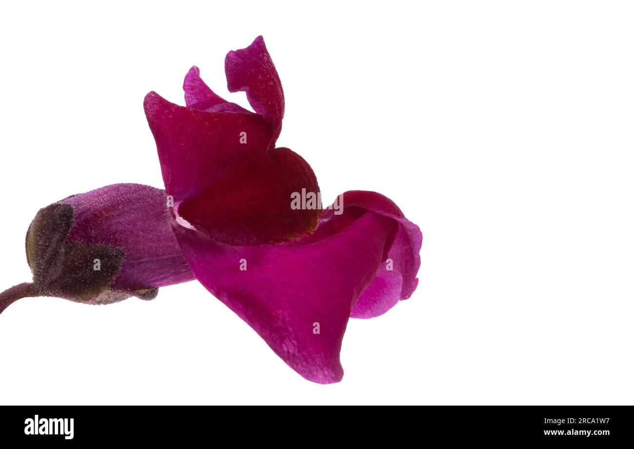 snapdragon flower isolated on white background Stock Photo - Alamy