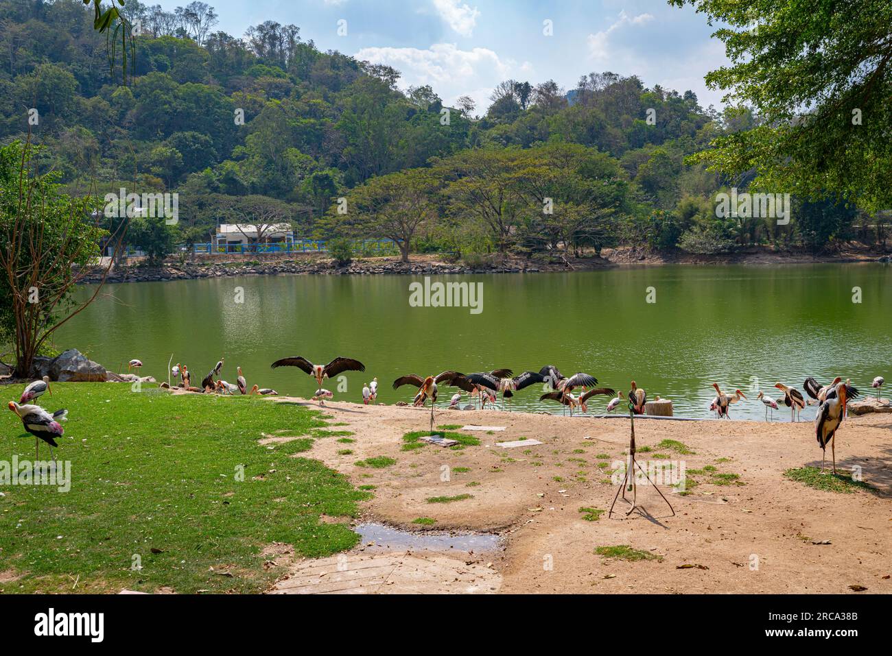 Open zoo khao kheow chonburi hi-res stock photography and images - Alamy