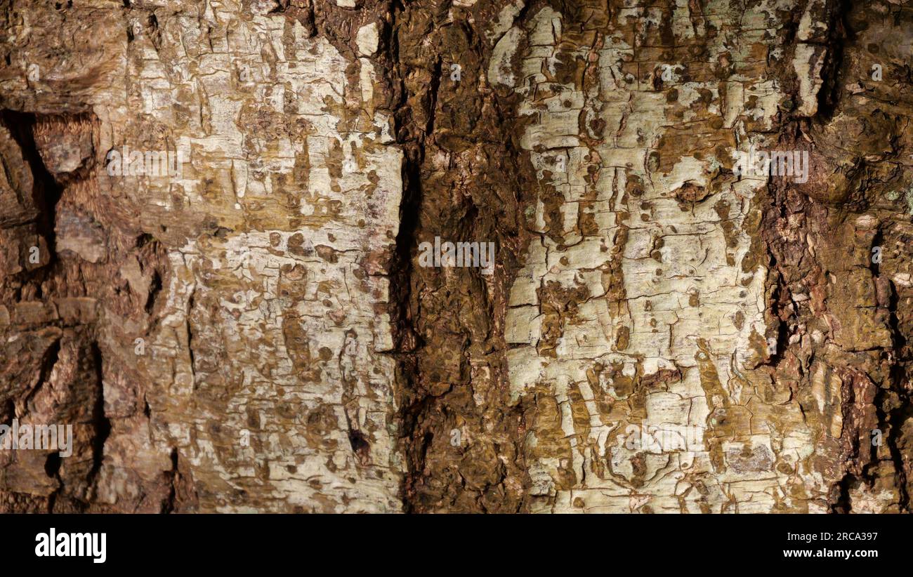 Bigleaf maple bark hi-res stock photography and images - Alamy