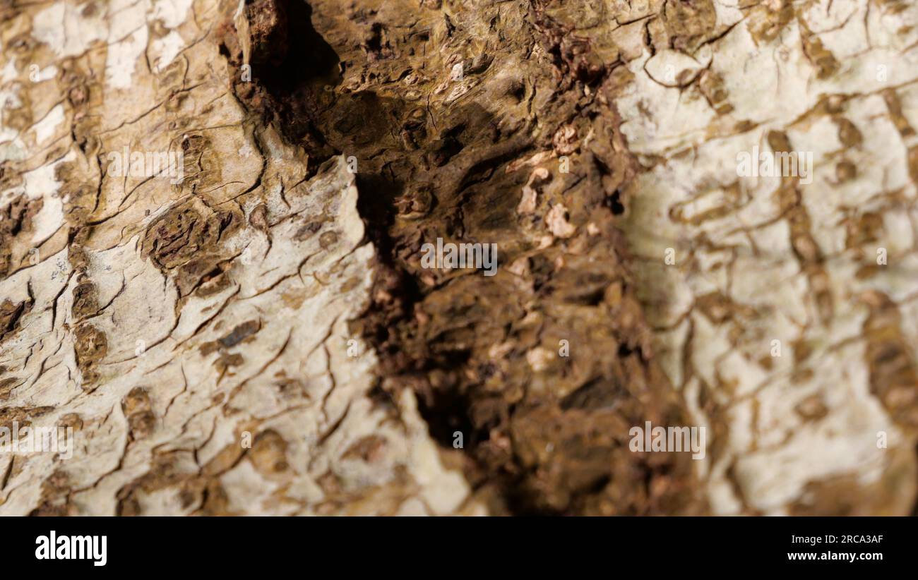 Bigleaf maple bark hi-res stock photography and images - Alamy