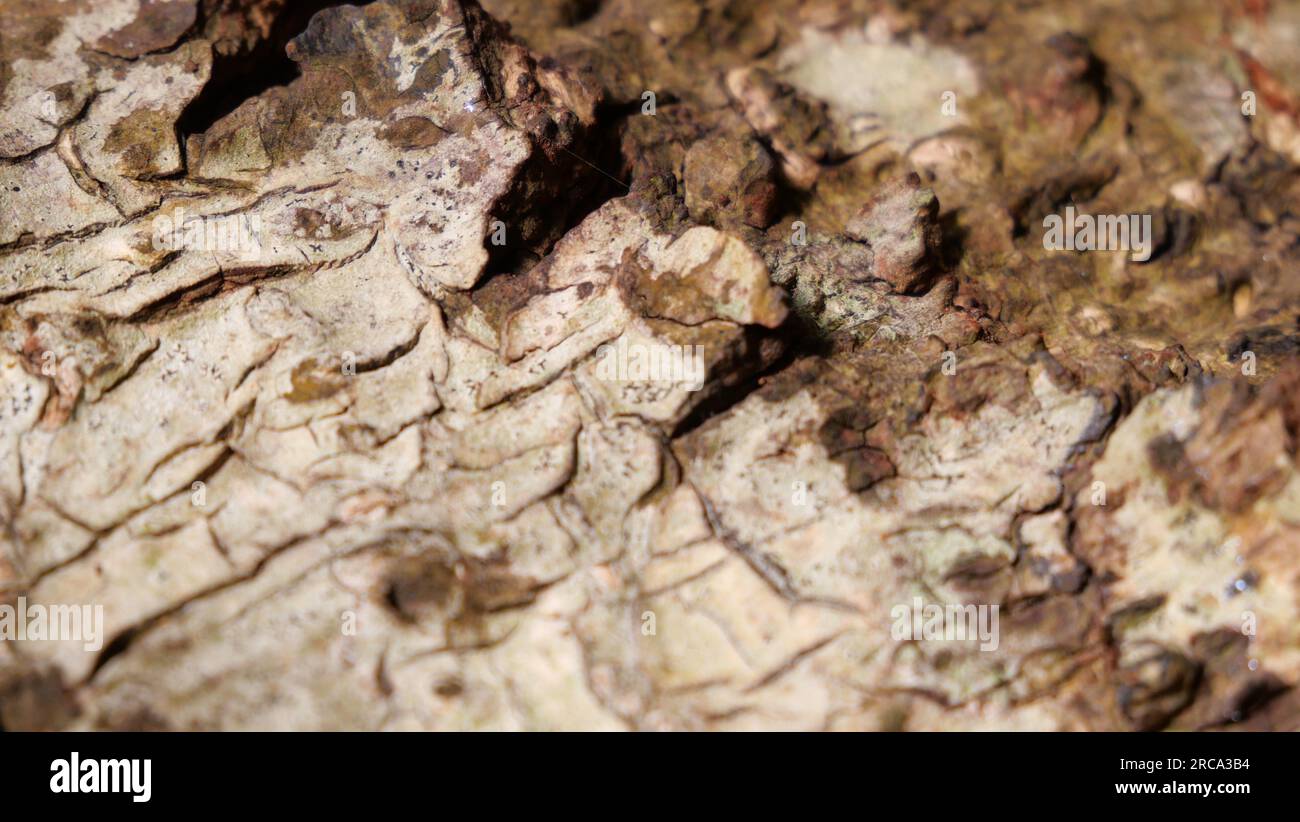 Bigleaf maple bark hi-res stock photography and images - Alamy
