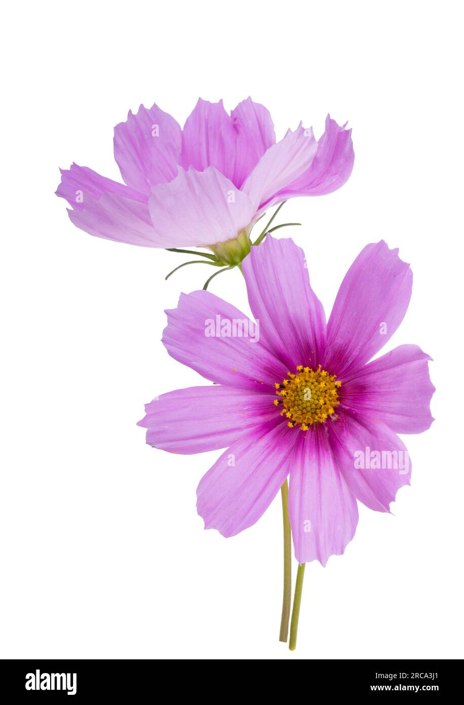 cosmea flower isolated on white background Stock Photo - Alamy