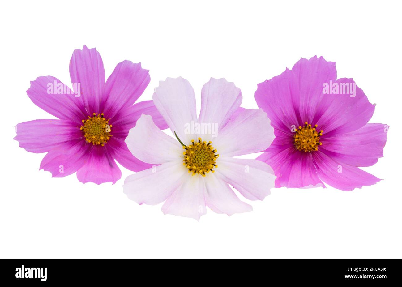 cosmea flower isolated on white background Stock Photo - Alamy