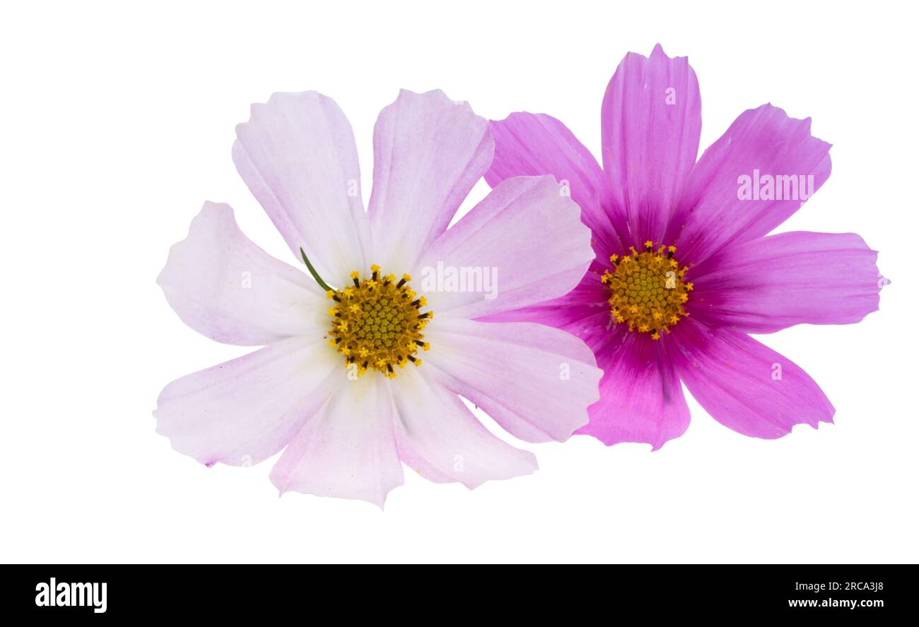 cosmea flower isolated on white background Stock Photo - Alamy
