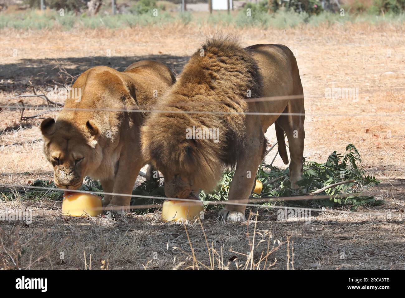 Jerusalem. 13th July, 2023. Lions eat frozen food at Israel's Safari ...