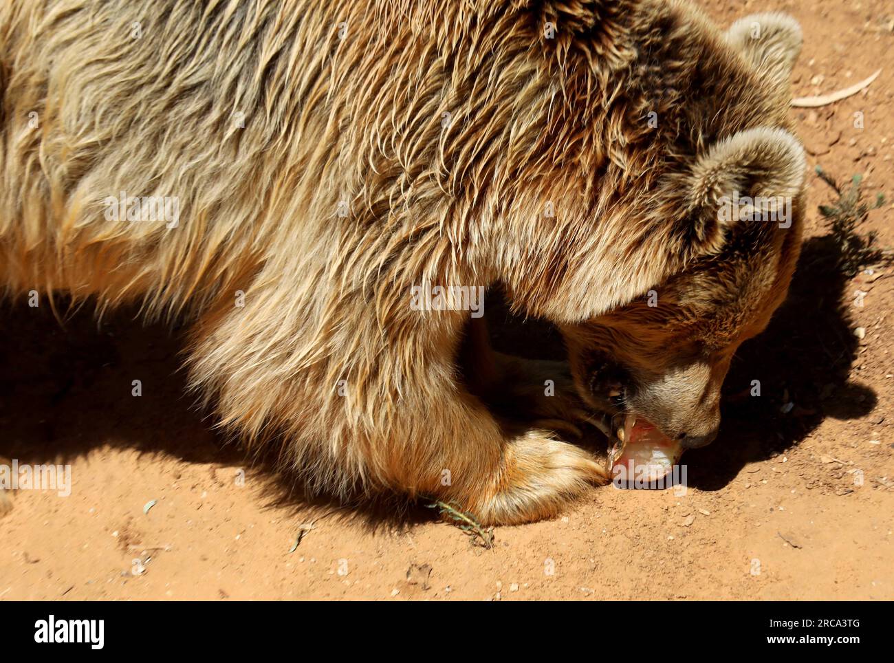 Jerusalem. 13th July, 2023. A Syrian brown bear eats frozen food during ...