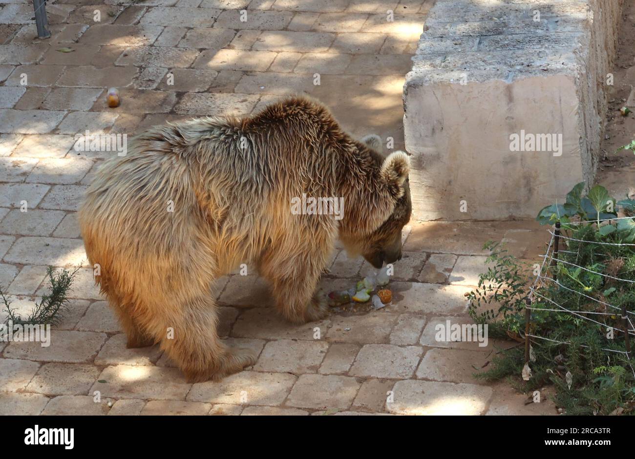Jerusalem. 13th July, 2023. A Syrian brown bear eats frozen food during ...