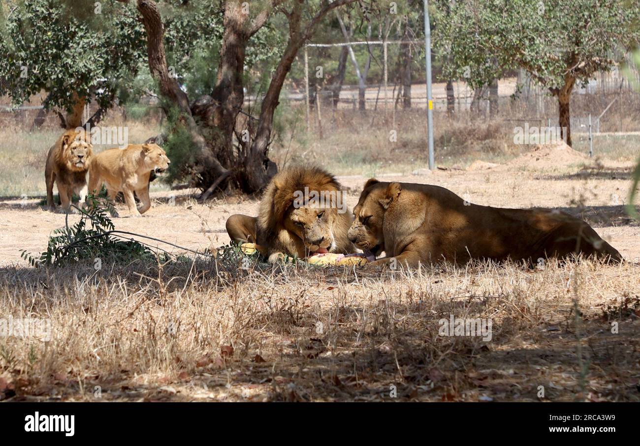 Jerusalem. 13th July, 2023. Lions eat frozen food at Israel's Safari ...