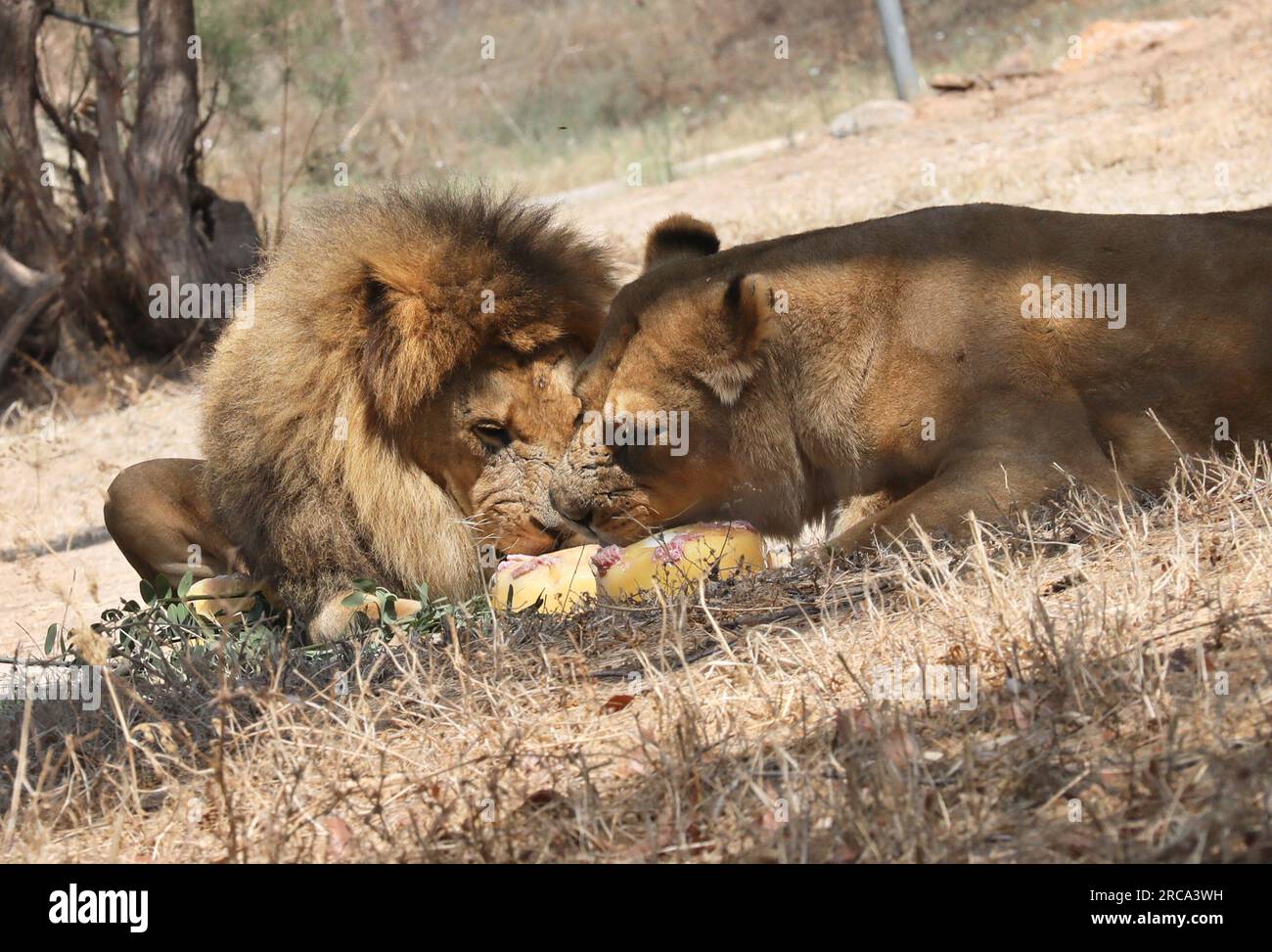 Jerusalem. 13th July, 2023. Lions eat frozen food at Israel's Safari ...