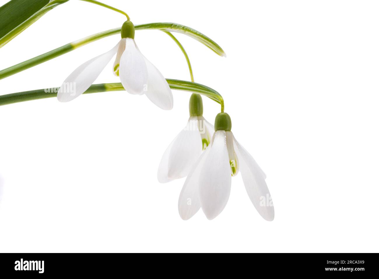 spring flowers snowdrop isolated on white background Stock Photo - Alamy