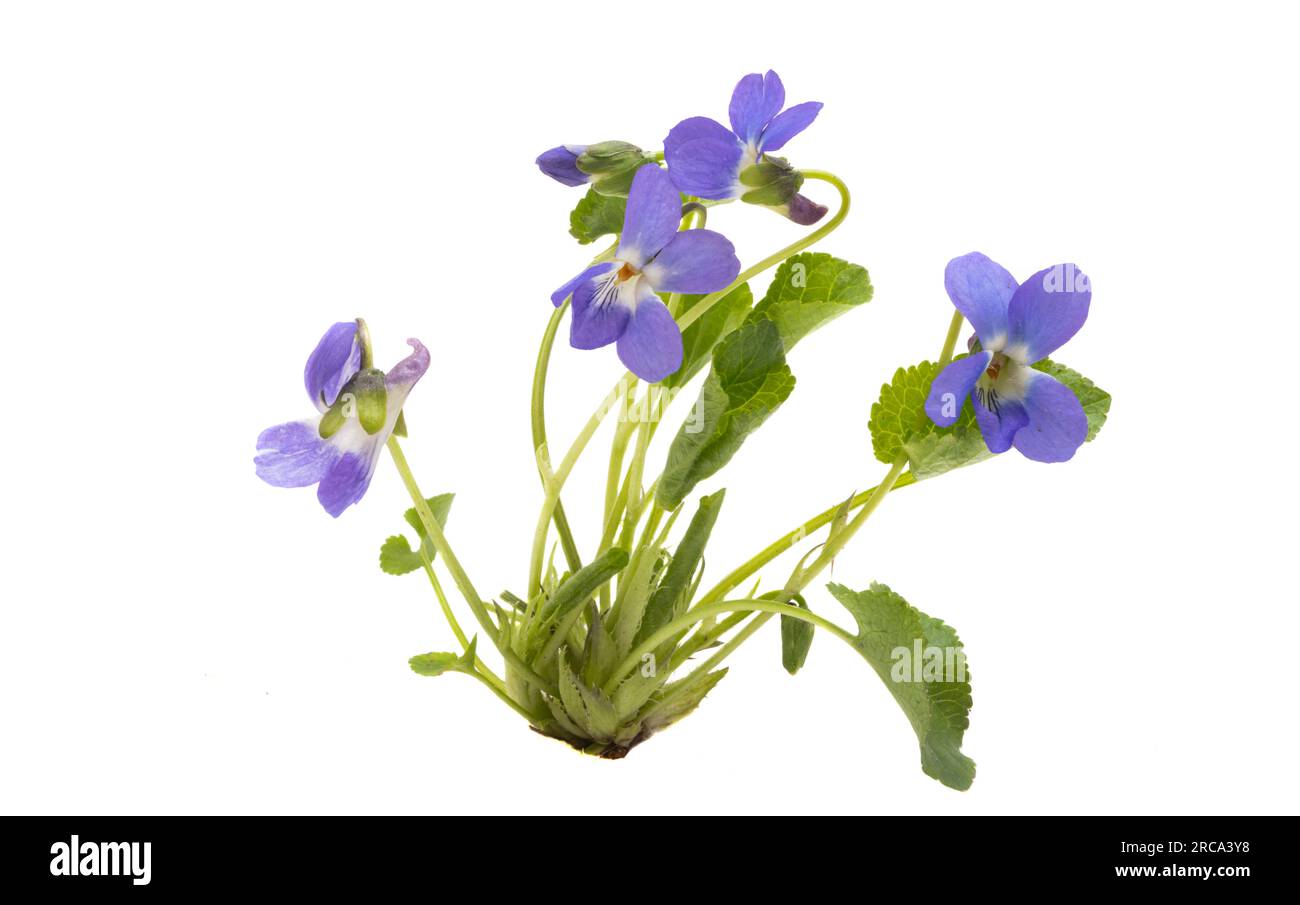forest violet flowers isolated on white background Stock Photo - Alamy