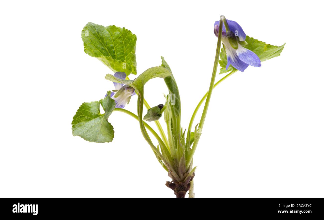 forest violet flowers isolated on white background Stock Photo - Alamy