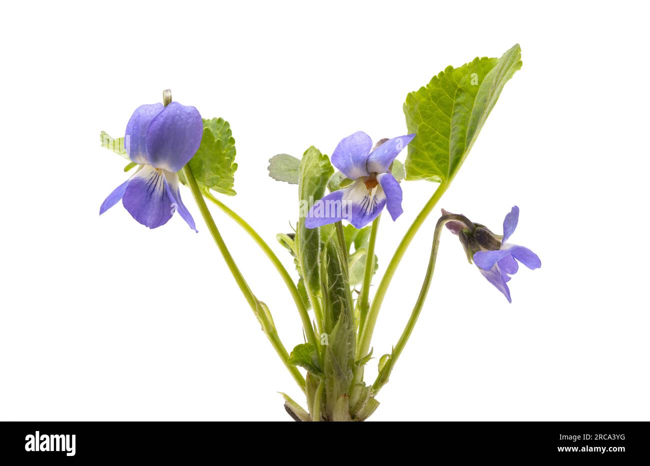 forest violet flowers isolated on white background Stock Photo - Alamy
