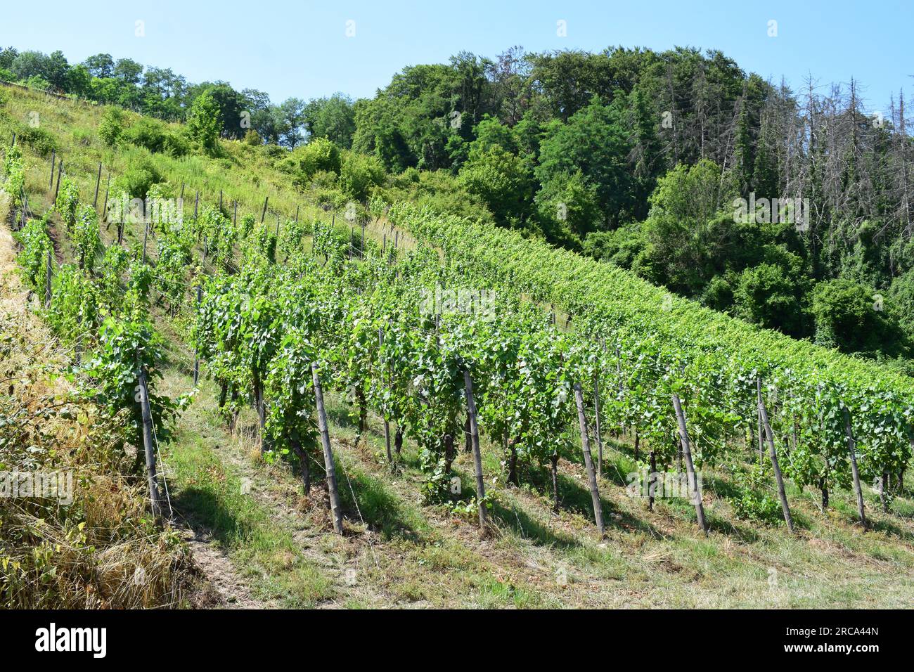 Winemakring hi-res stock photography and images - Alamy