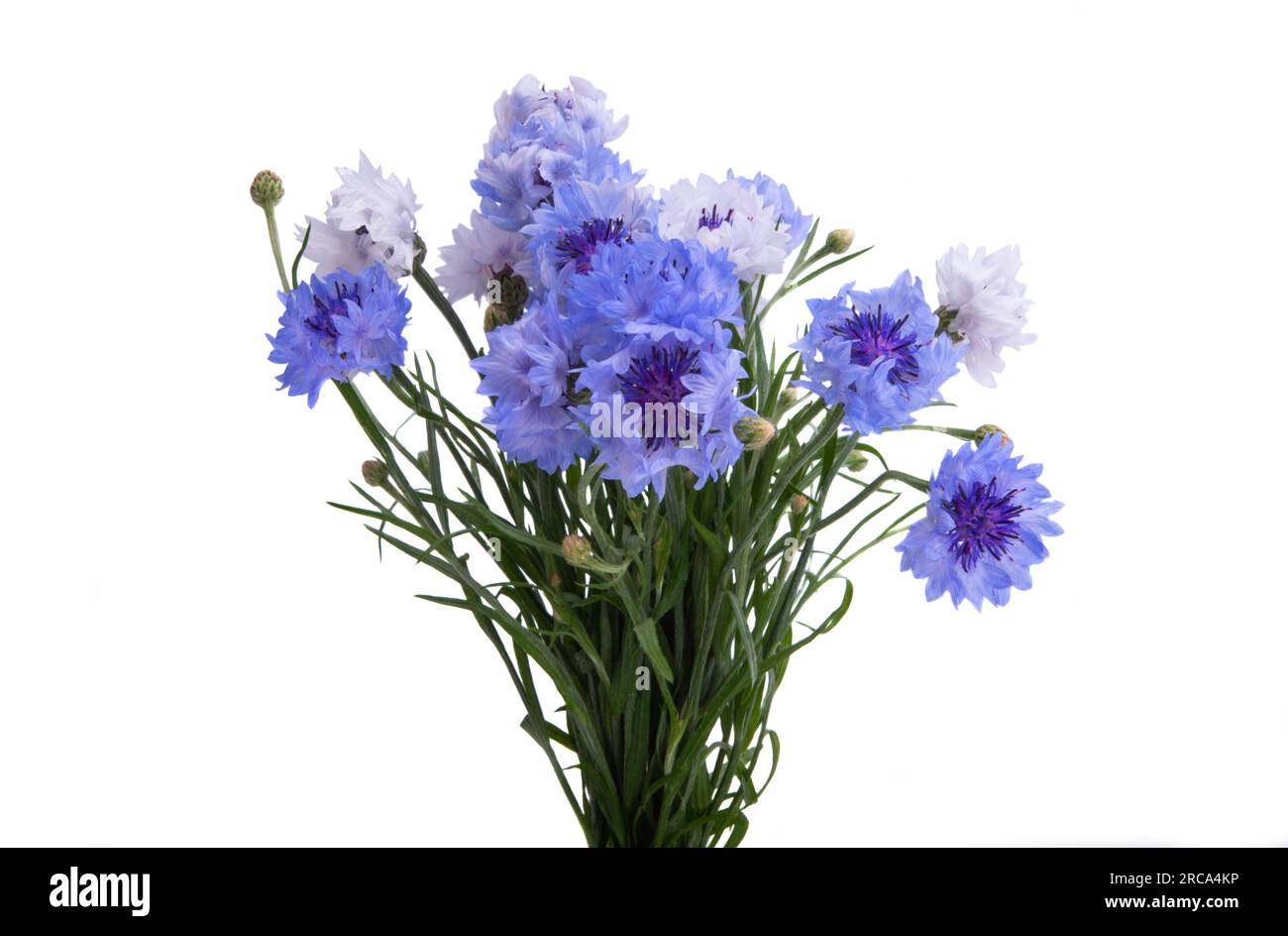 Bunch of cornflowers hi-res stock photography and images - Alamy