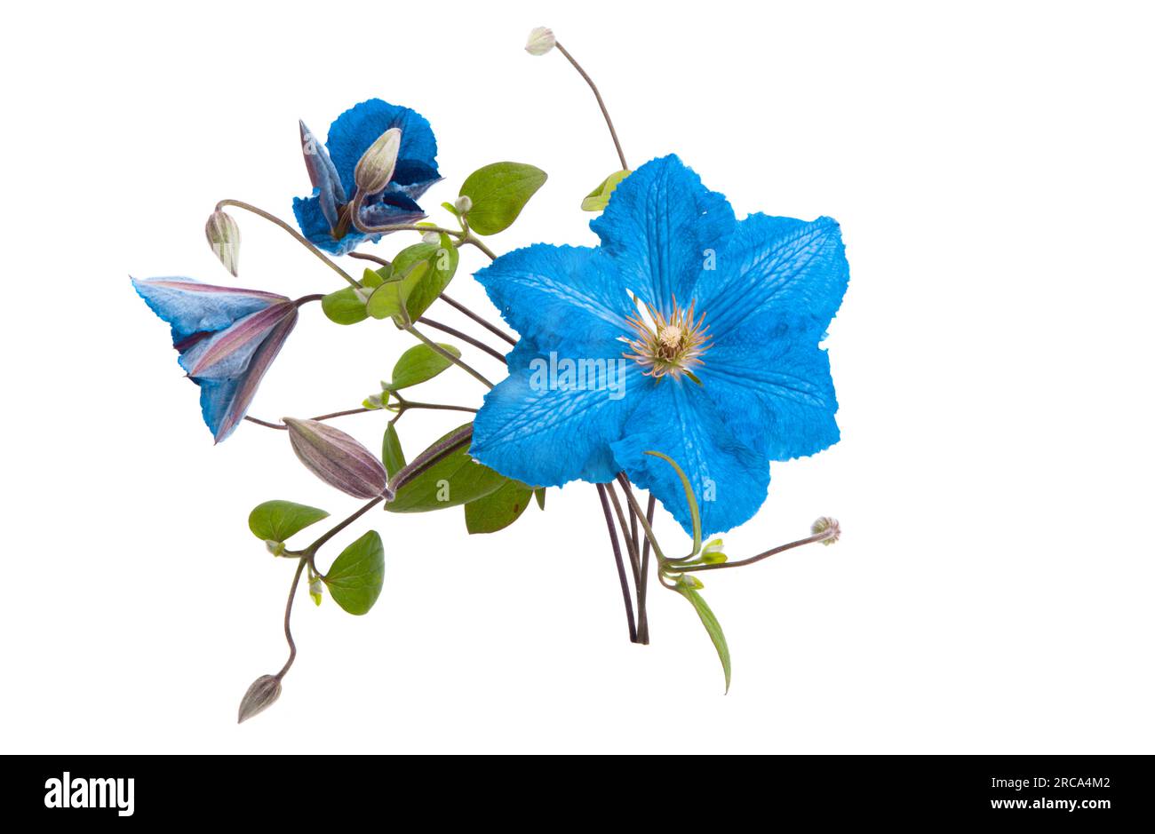 blue clematis flower isolated on white background Stock Photo - Alamy