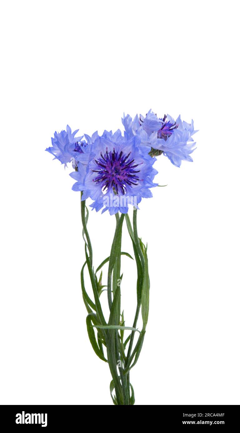 bunch of cornflowers isolated on white background Stock Photo - Alamy