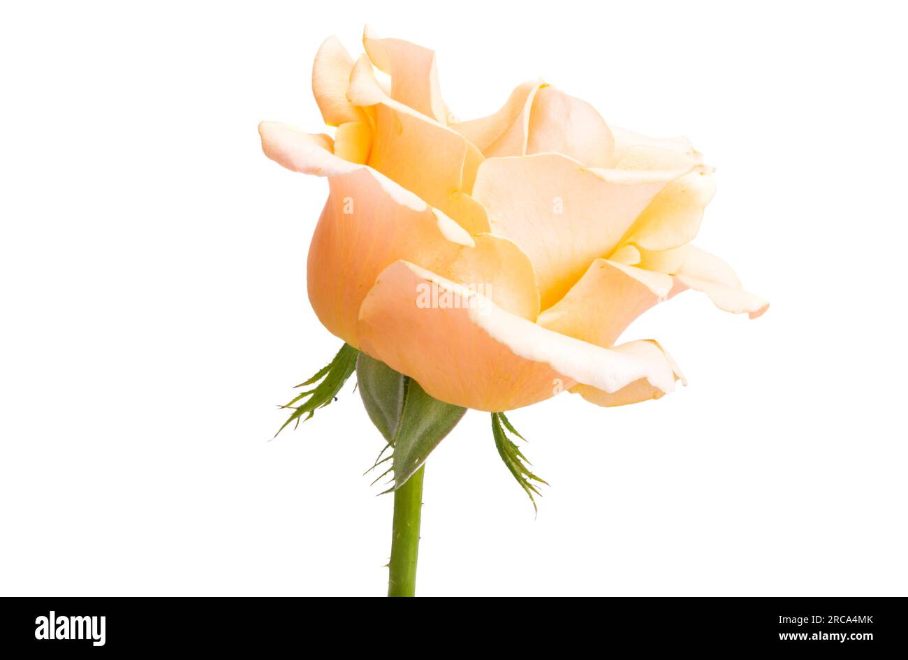 cream rose isolated on white background Stock Photo - Alamy