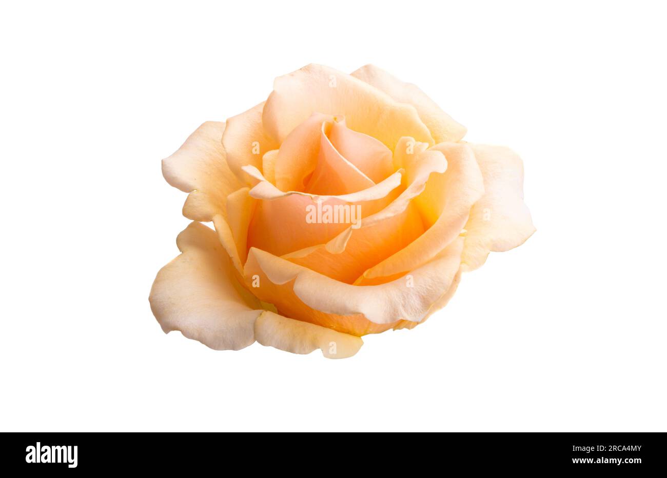 cream rose isolated on white background Stock Photo - Alamy