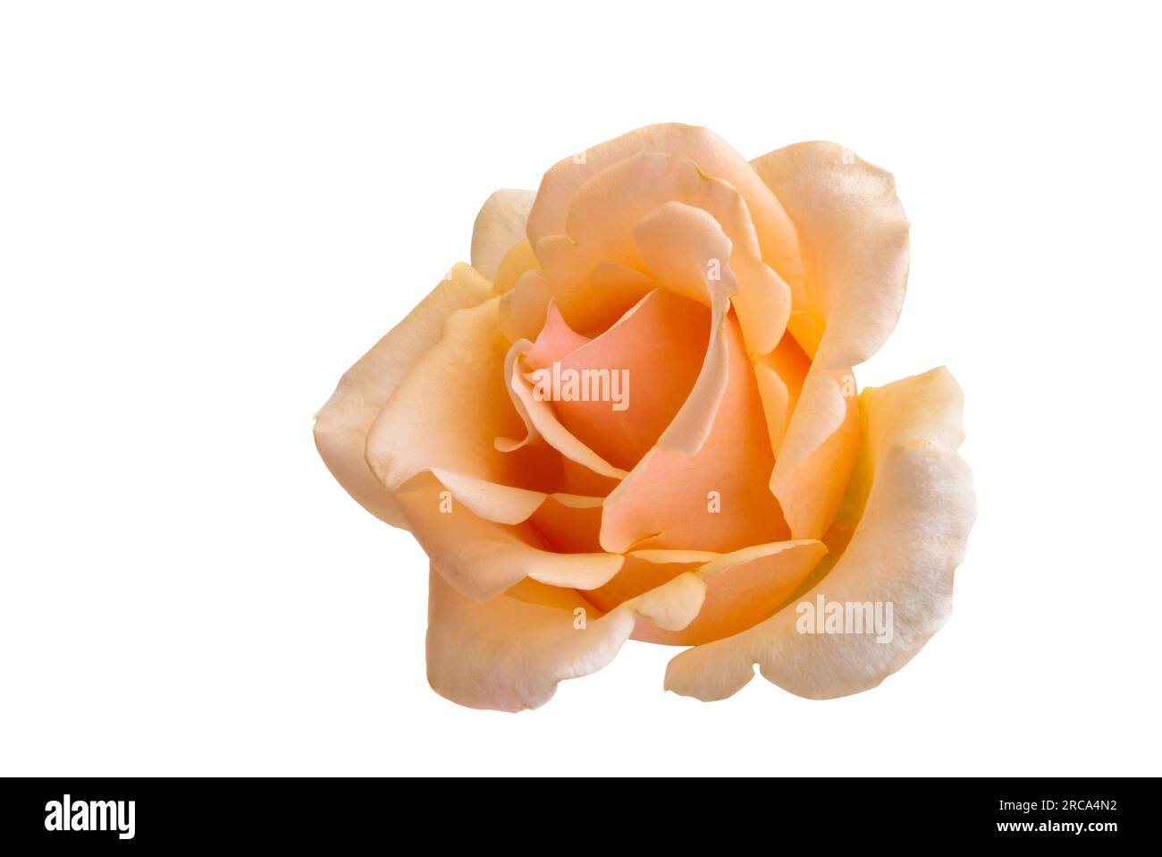cream rose isolated on white background Stock Photo - Alamy