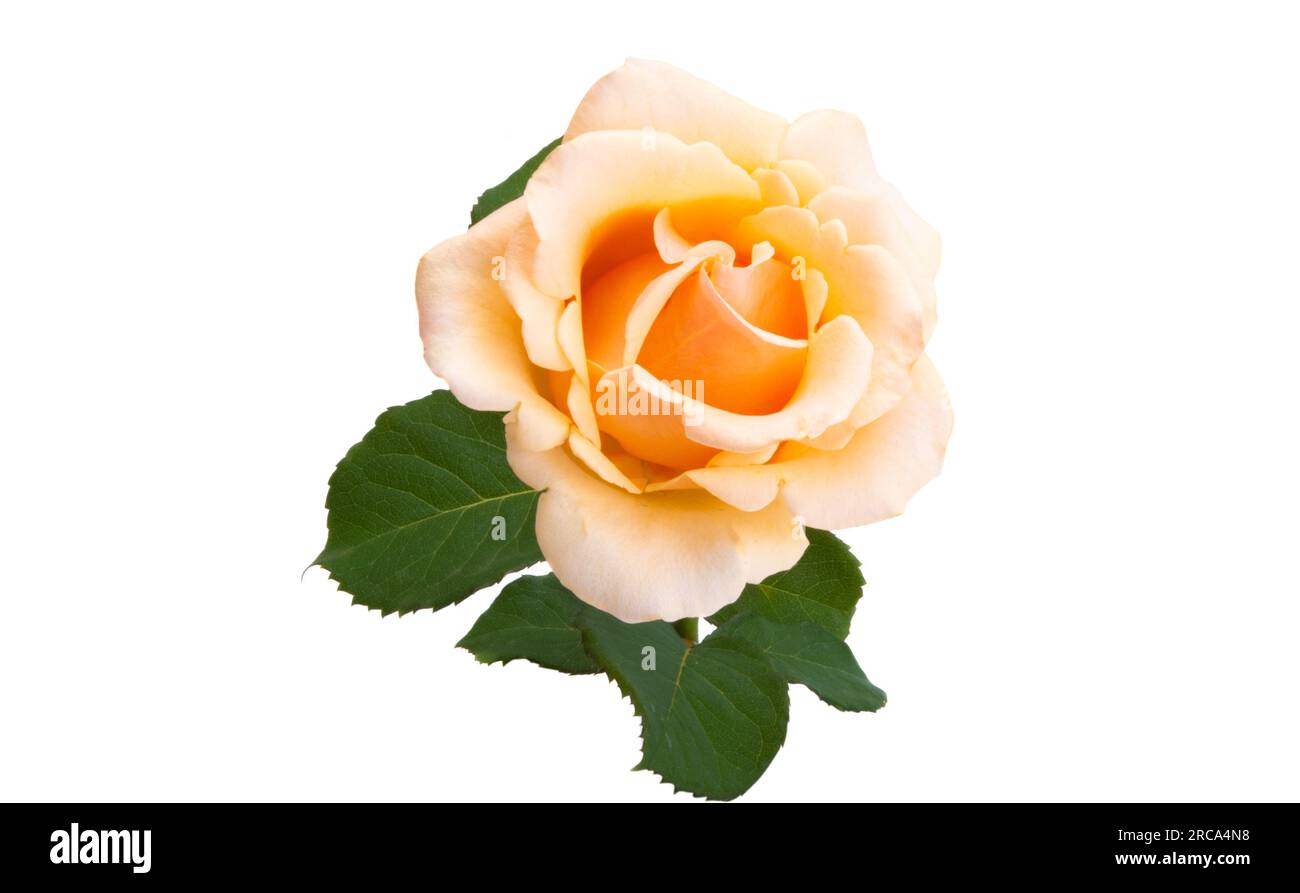 Beige rose on white Cut Out Stock Images & Pictures - Alamy