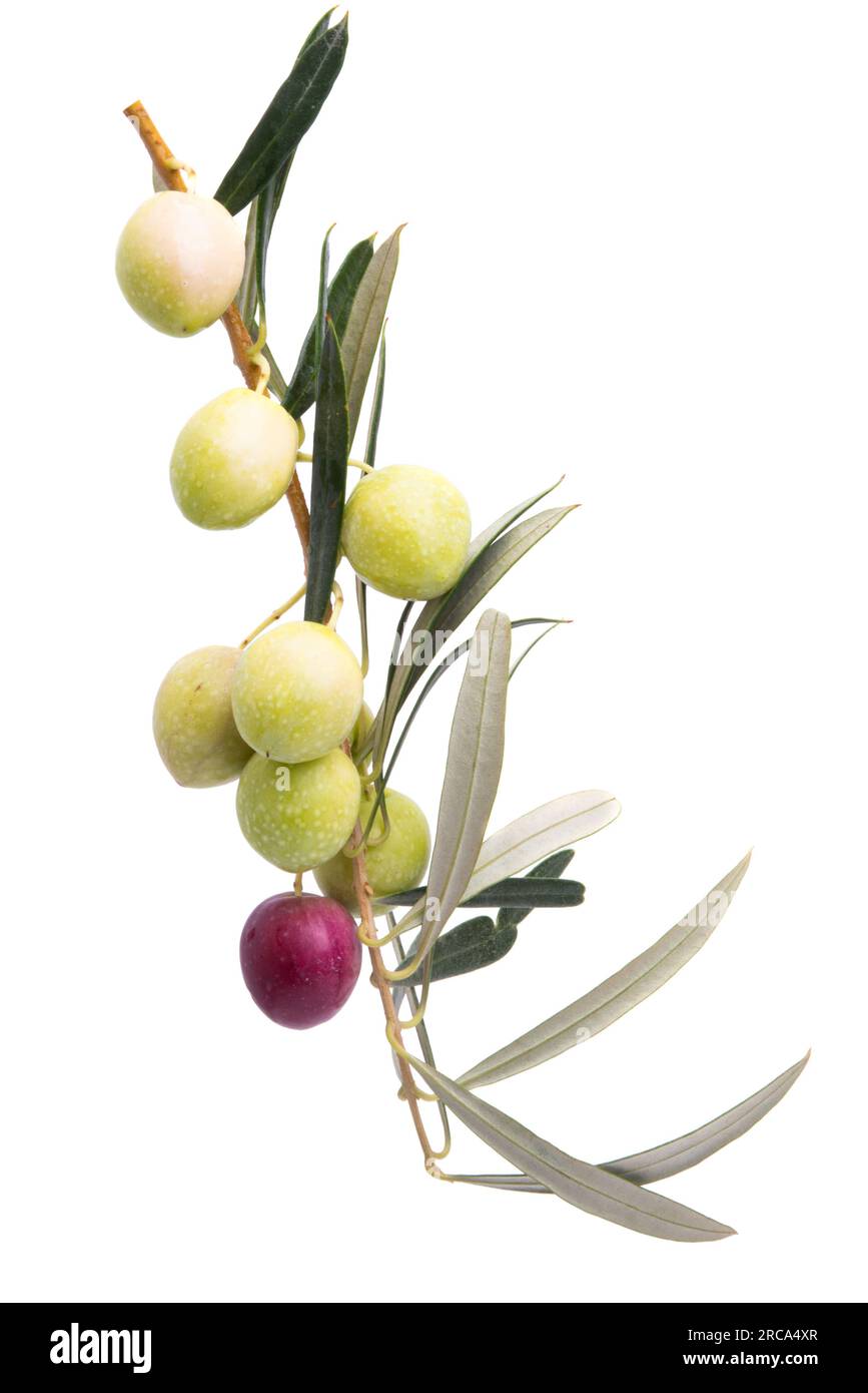 Olive branch with olives isolated on white background Stock Photo - Alamy